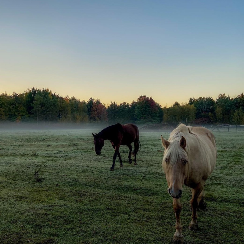 Virtual Field Trips – P.E.A.C.E.