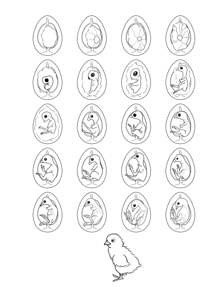 P.E.A.C.E. – Humane