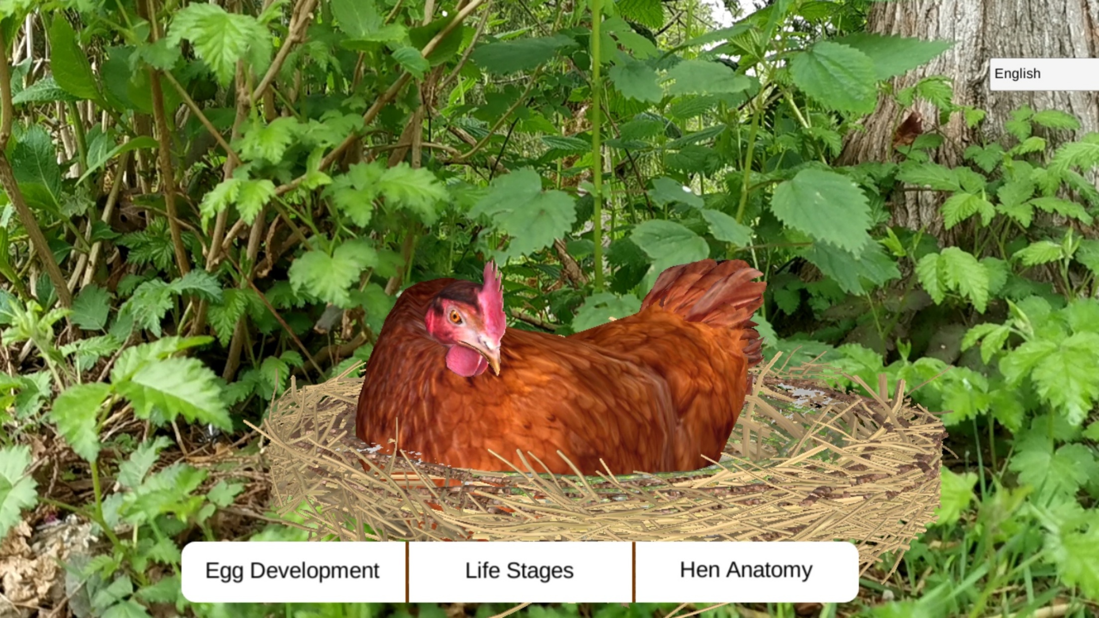 Chick It Out™️ App – P.E.A.C.E.